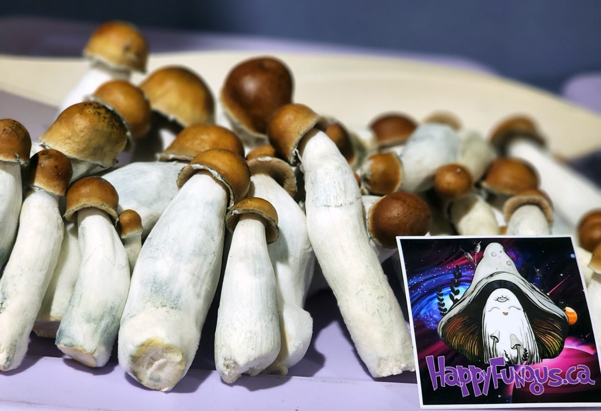 Information On Code Blue Mushrooms By Happy Fungus